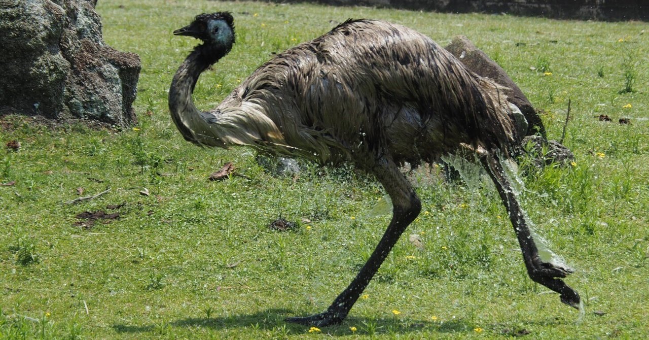 エミュー物語｜M_ayumi