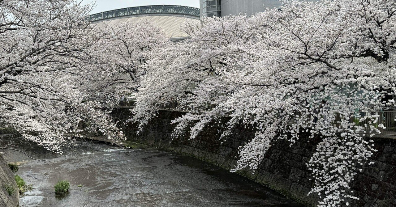 桜ソング 『サクラサク』PUFFY｜megdemusica