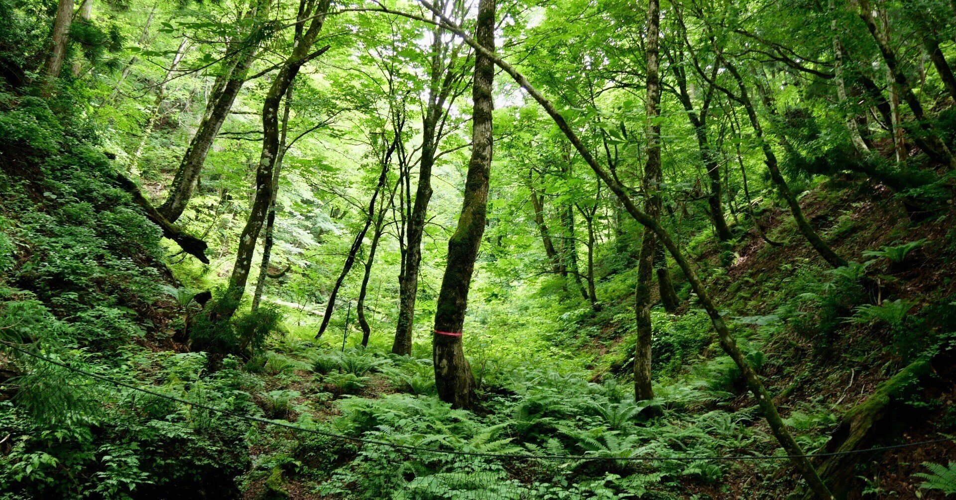 Daisuke Akaishi｜note