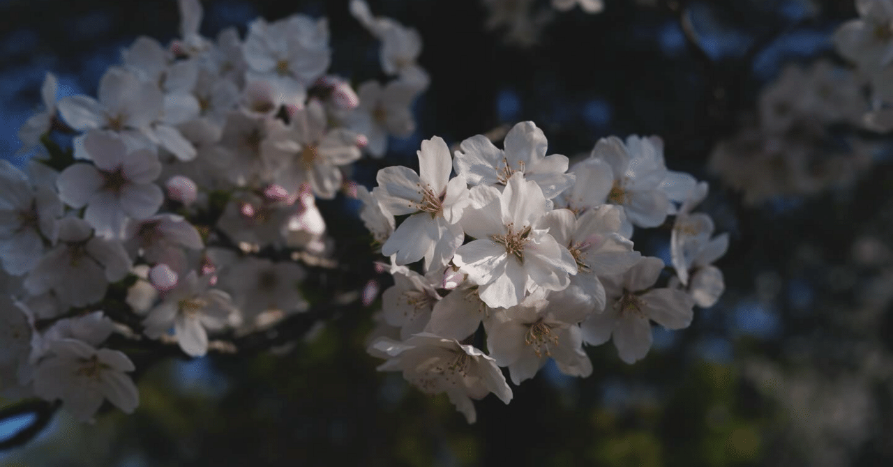 2024-96|春爛漫｜Shinichi