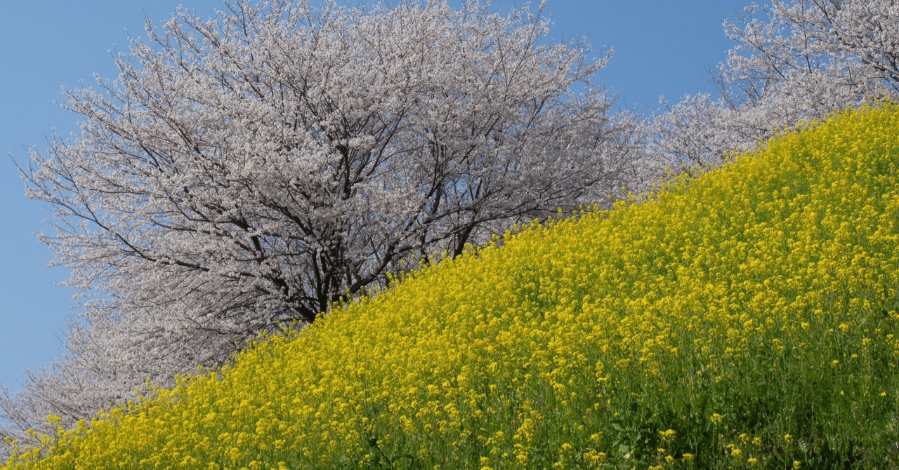 kuronekomarimo｜note