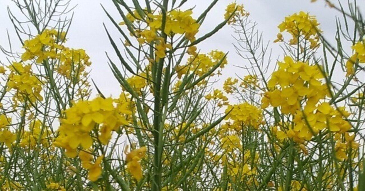 April 9th, 2024｜Kyoko Toro