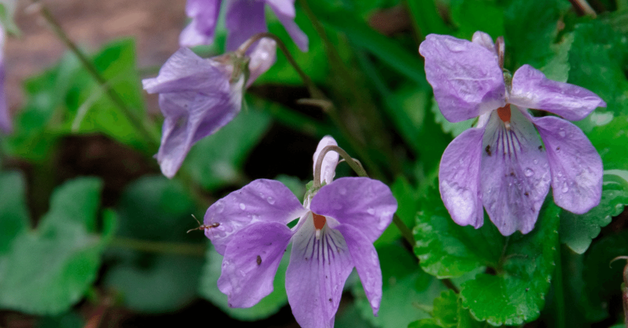 kuronekomarimo｜note