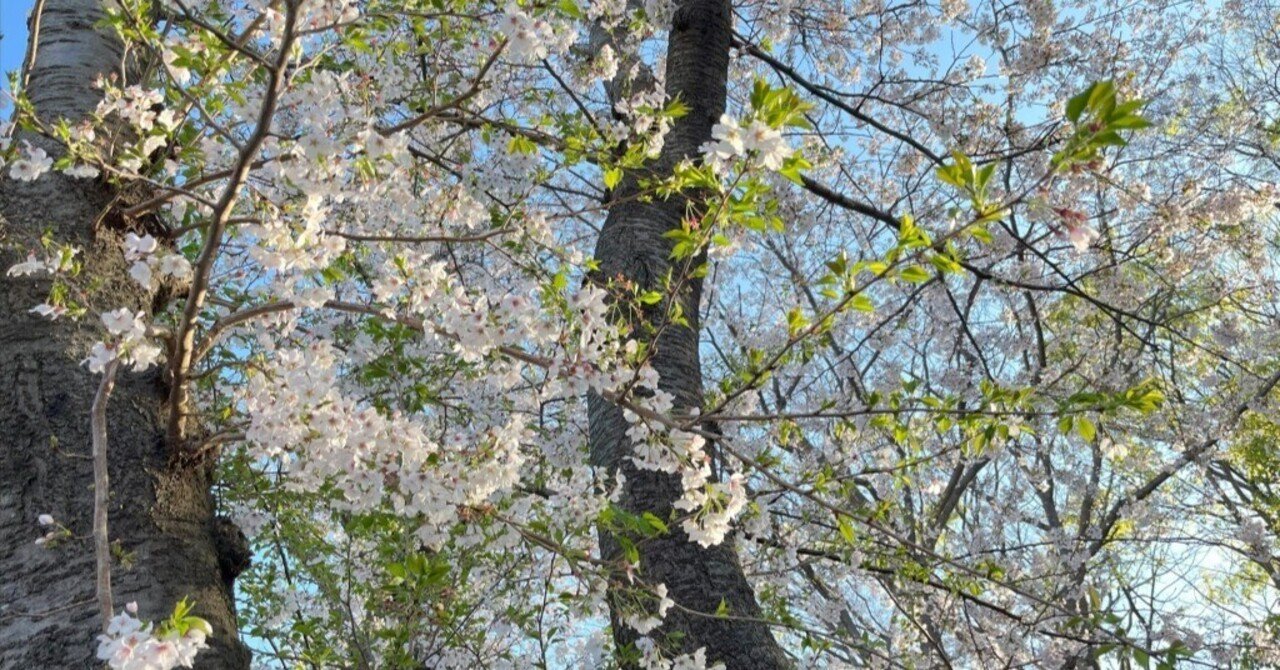 春嵐の夜が明けて｜modarc