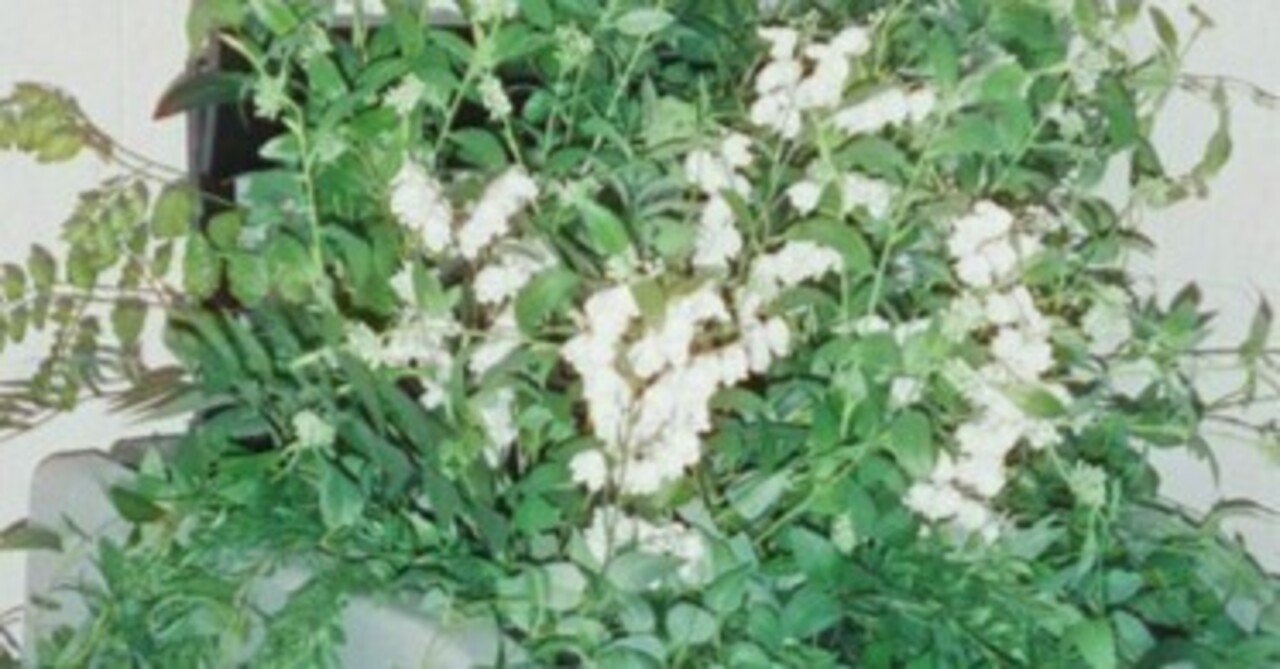 yamabra disk: Samuel Seo / Love Eventually - EP｜Manabu Ishigooka