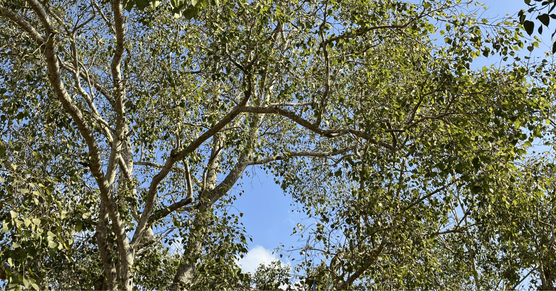 世界を旅するアーユルヴェーダセラピスト Junko｜note