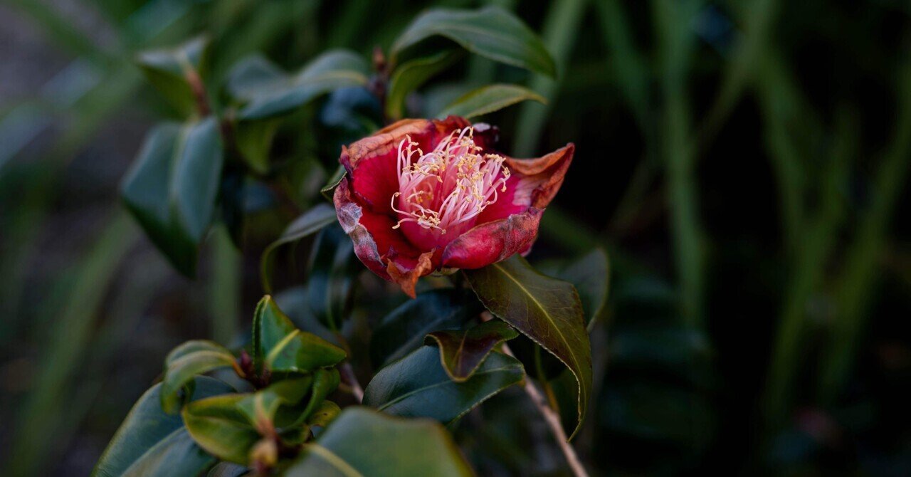 日常の中の心惹かれる瞬間 Vol.1｜Rikuto