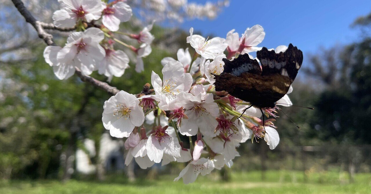 お久しぶりの江ノ島です。｜富士たくや Takuya Fuji
