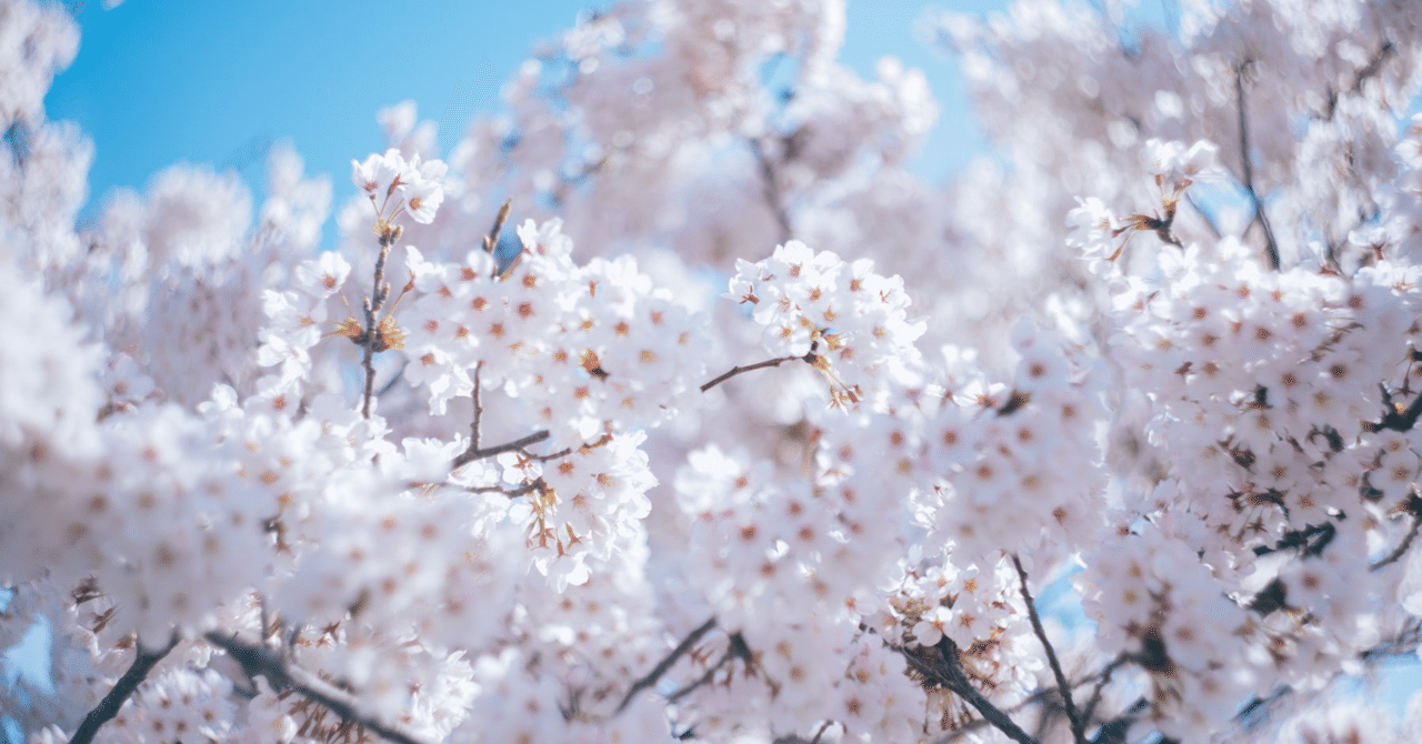 kuronekomarimo｜note