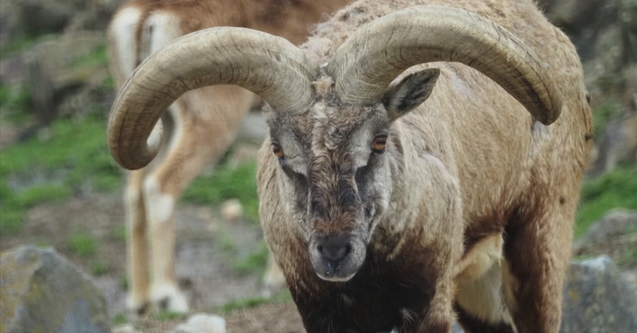 バーラル物語｜M_ayumi