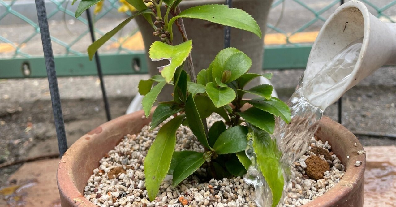 トゥーフェイス｜putoli