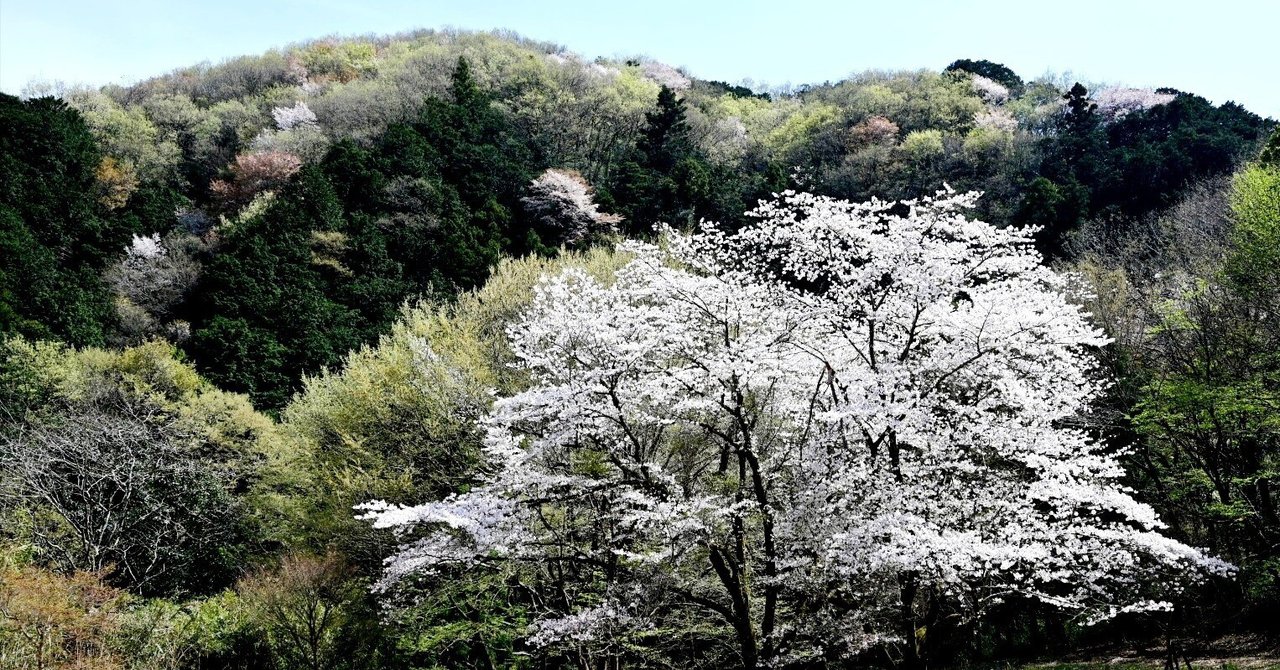 【今日4月12日金のおうし座♉オンリー占い】金運が爆上がりして🌸ラッキーが降り注ぐ今週末🌸|【おうし座♉オンリー占い】