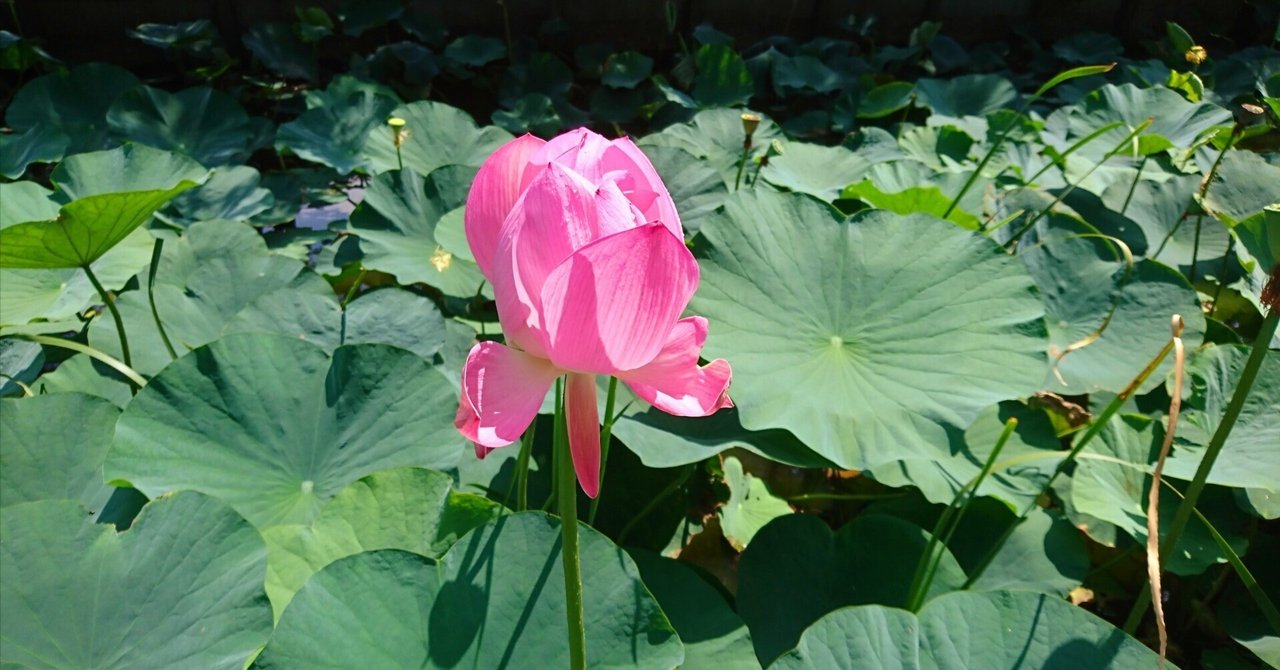【今日4月15日日のおうし座♉オンリー占い】過去からの因縁や束縛からきれいさっぱりお別れする🔷水星逆行期間🔷|【おうし座♉オンリー占い】