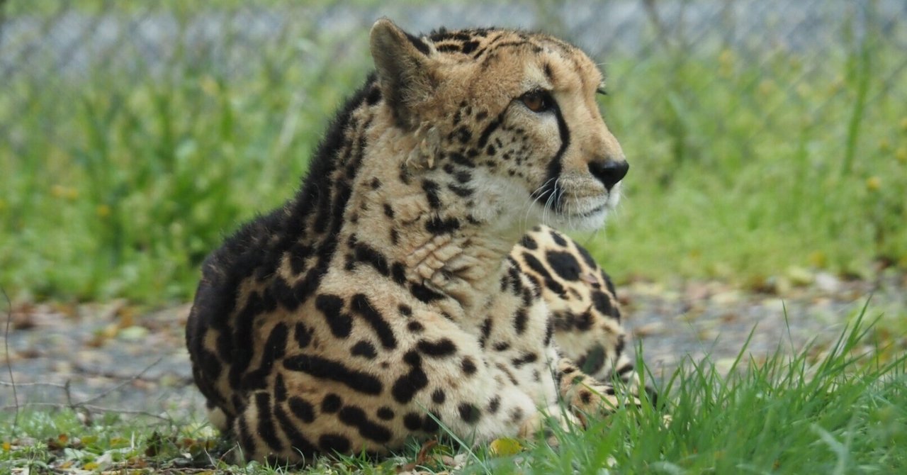 キングチーター物語｜M_ayumi