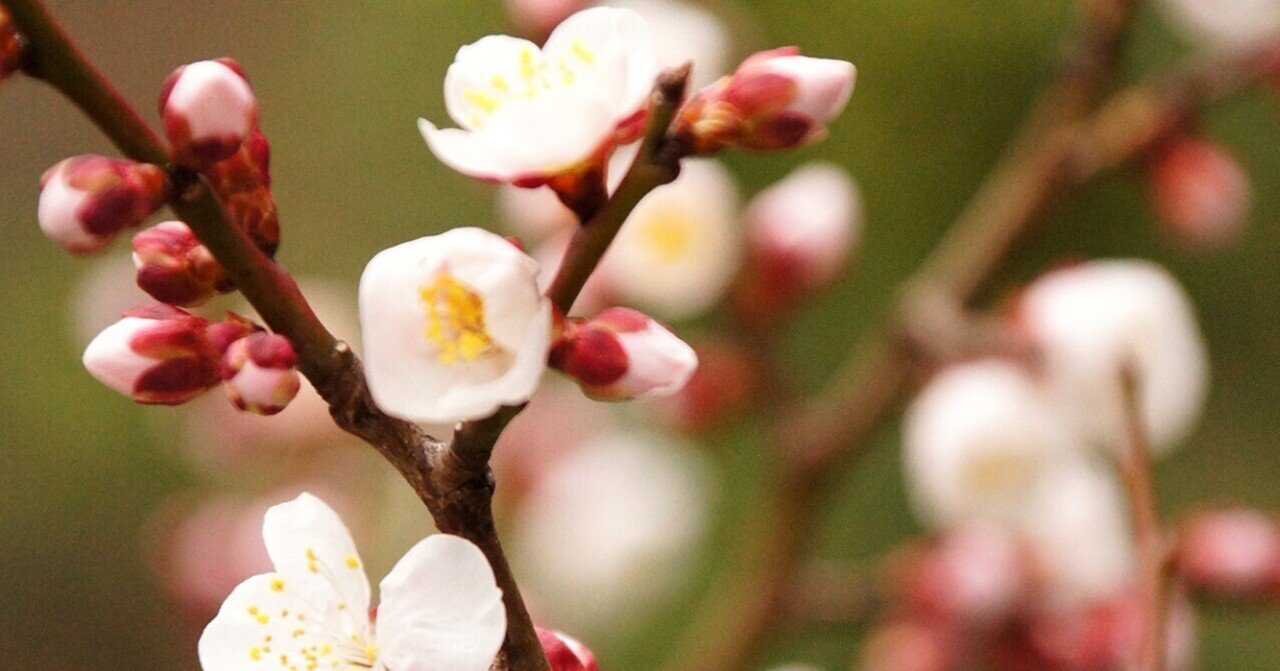 ばってん少女隊「BAIKA」と万葉集｜たいよう