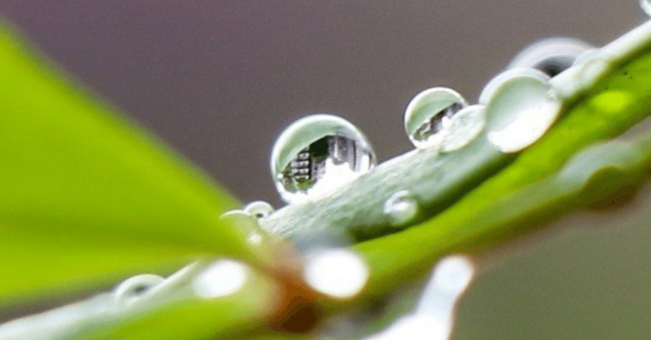 ナミアゲハの記憶《日詩》｜Toko Uchida