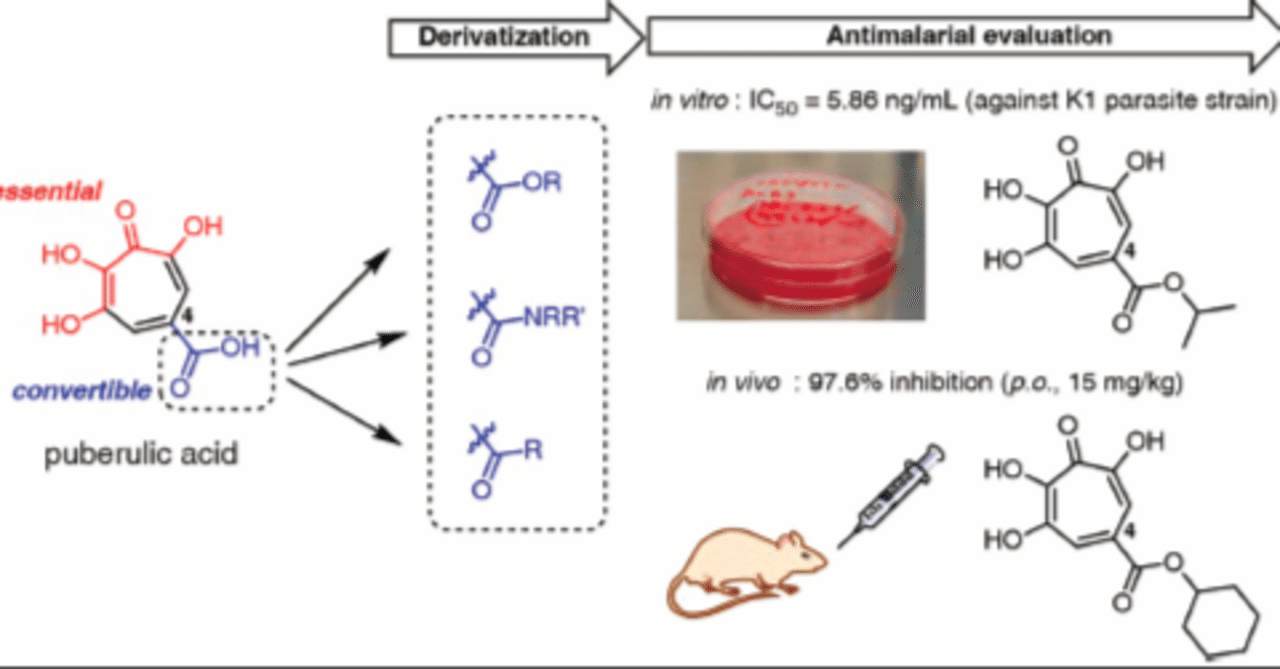 Dr Pilon (パイロン先生)｜note