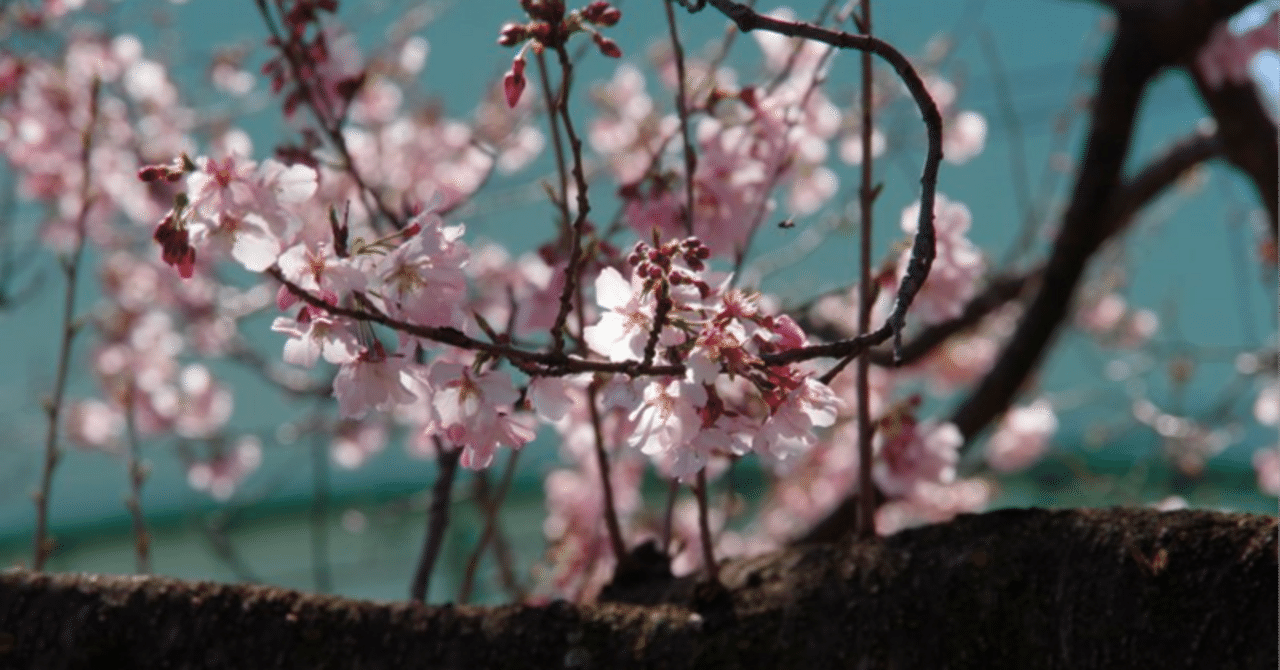 窓から見える木｜MIKAN_LABO