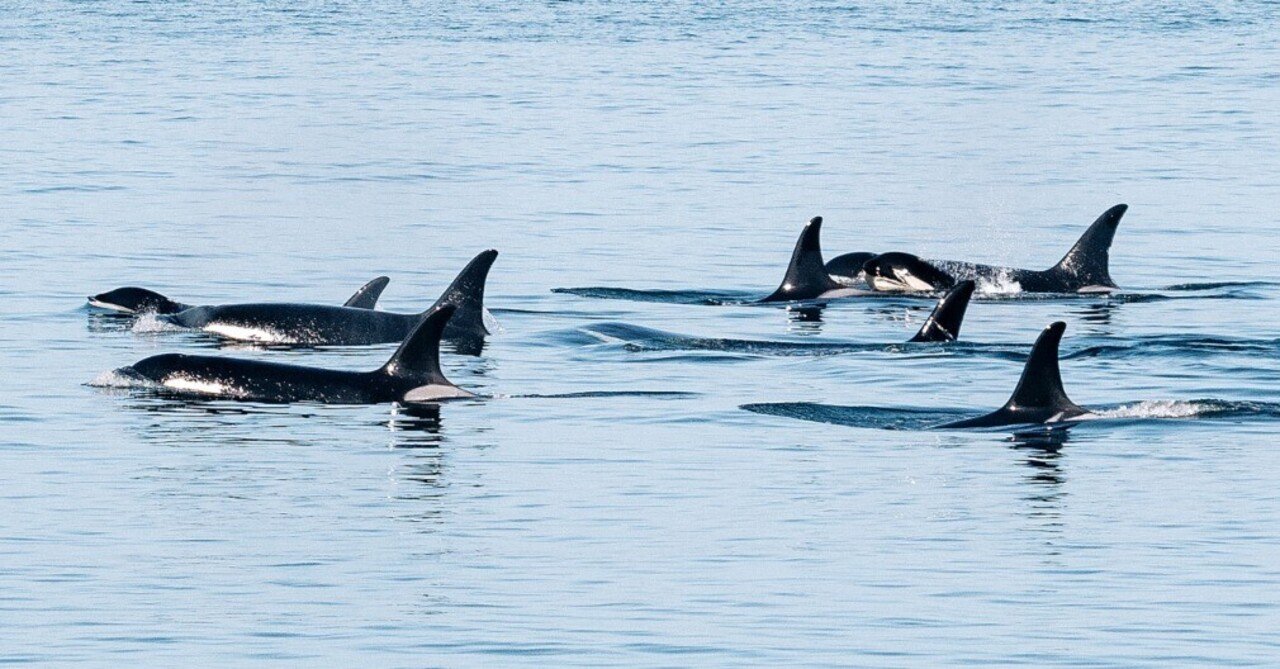 ラジオリポーターとして、デビュー｜ORCA Sound