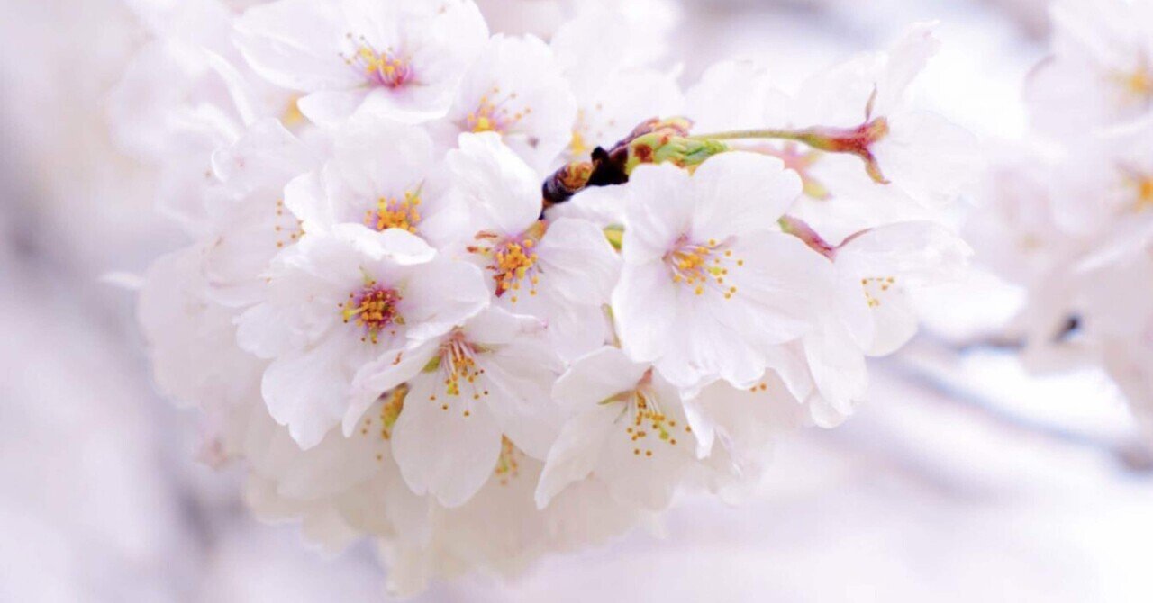 こころ｜Master Kevin