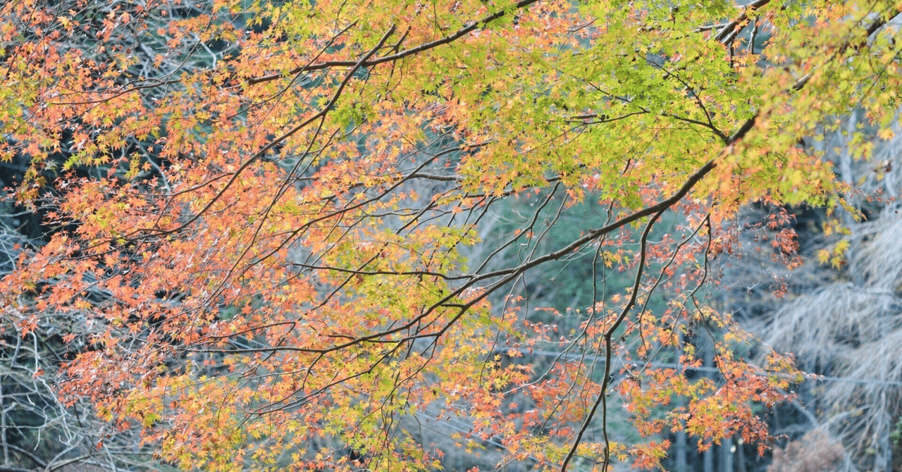 「比べようのないことを比べない」ということ。｜Makoto Shirasu