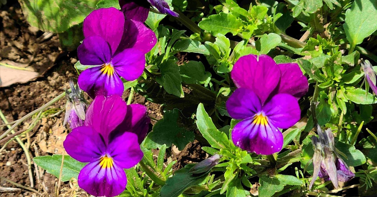 日々是好日 2288 2024年4月14日｜胡桃（Kumiko Watanabe)