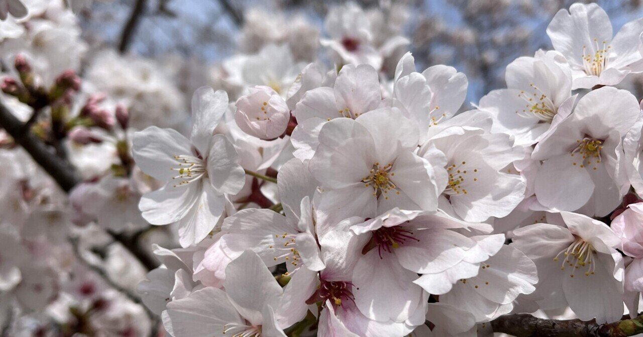 体幹を体感して人生を大観した話｜MISATO BEPPU