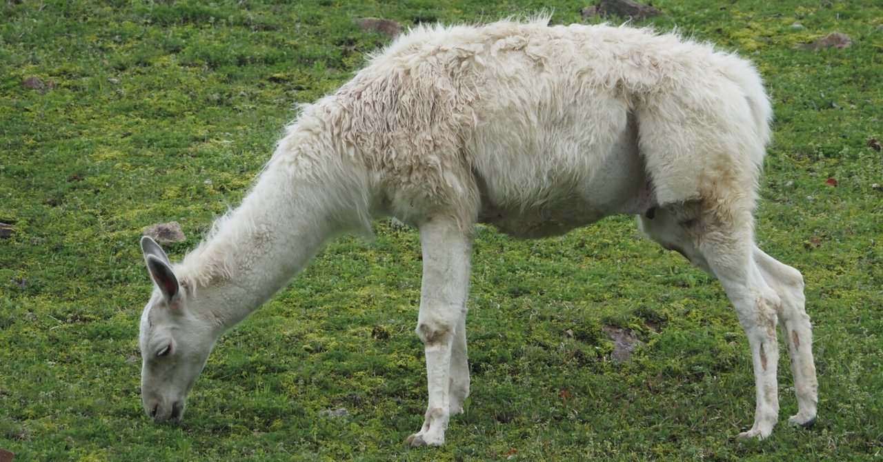 ラマ物語｜M_ayumi