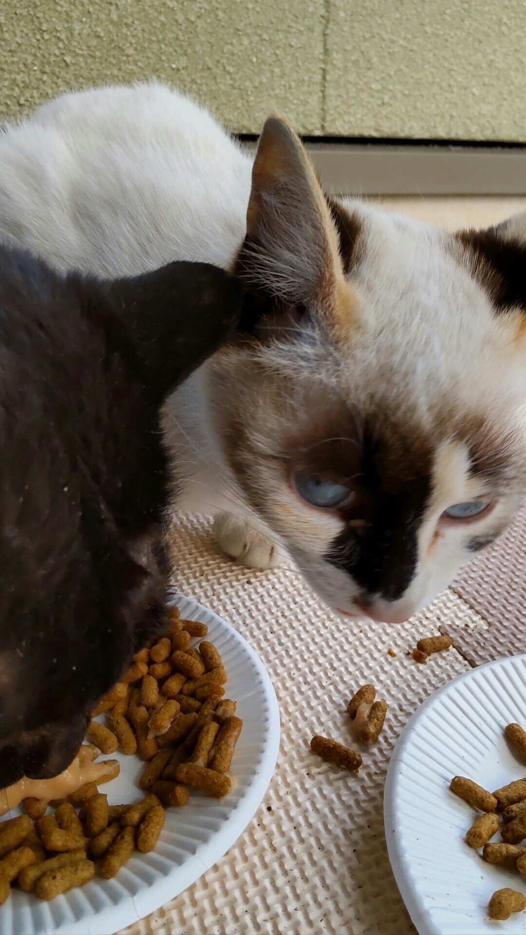 白猫ぶちのひとみちゃん｜レモンバーム17