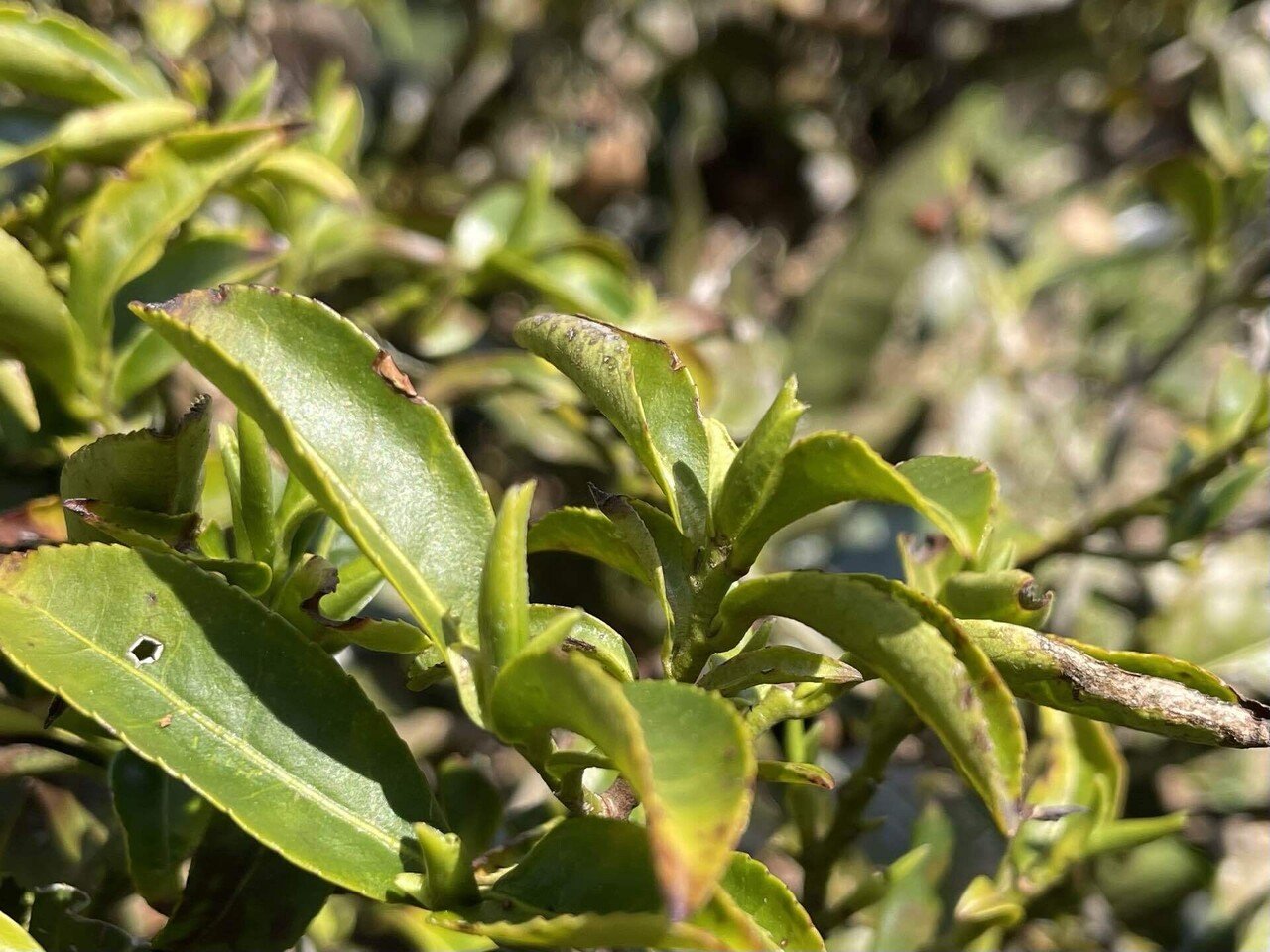 本日、講座が開講しました。 テキスト開いて、難しさにそっと閉じたものです😐 それはそうと、いよいよこの辺りでも新芽が出てきて伸びつつあります‪🌱‬ 霜が降りないことを祈りながら、管理していき ...