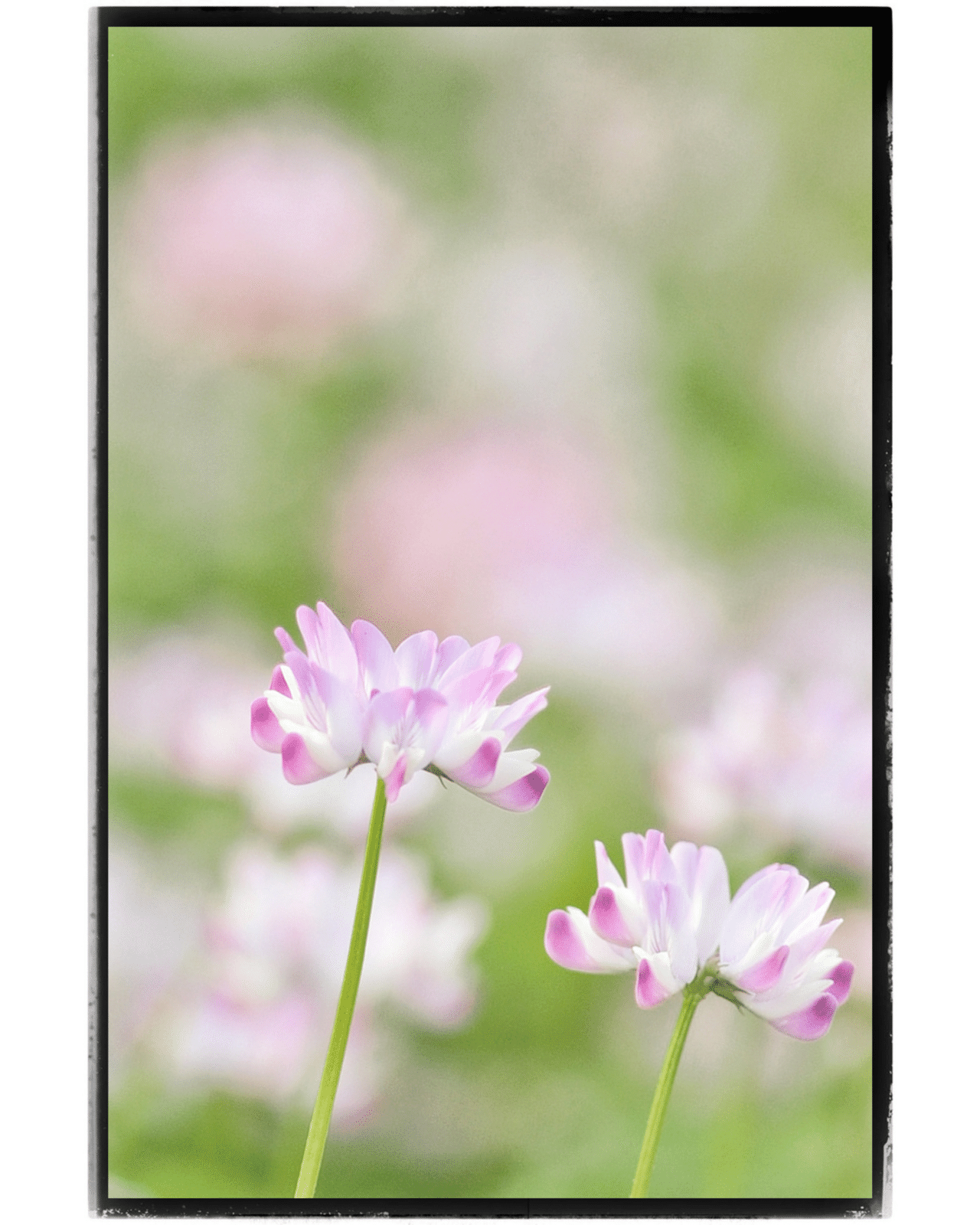 2024年4月7日④ 近所の田畑 Nikon D3 Ai AF Nikkor ED 300mm F4S （450mm相当） 最後はその辺の田畑に咲いていたレンゲ草を。 好きなんですけど、自宅の ...