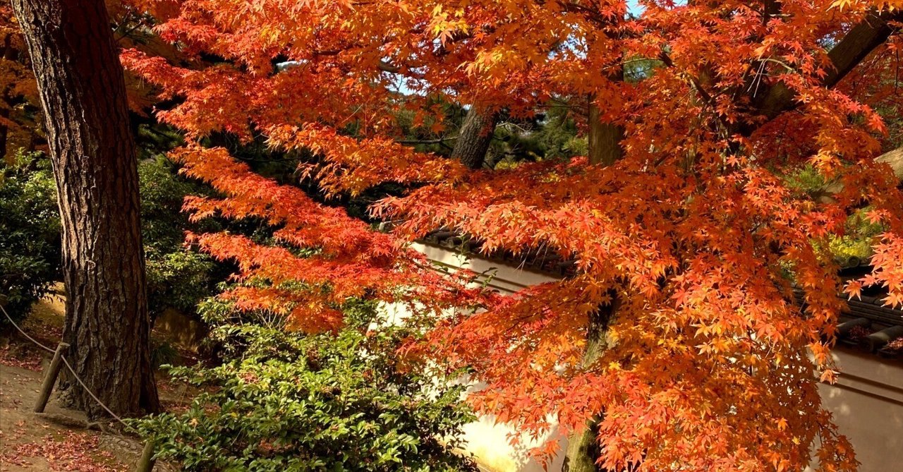 膵臓癌の手術をしてから丸一年｜Shuri_0220