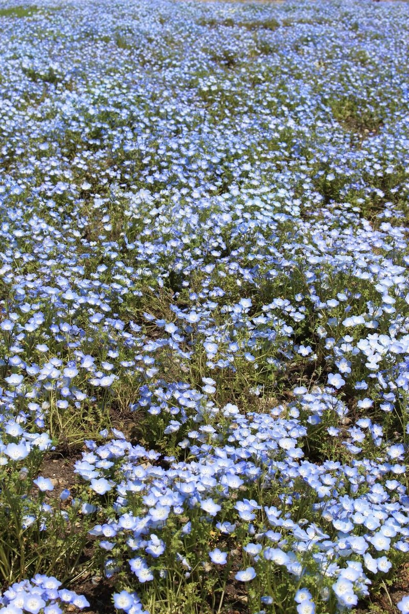 ネモフィラ畑の中で｜micay_lala