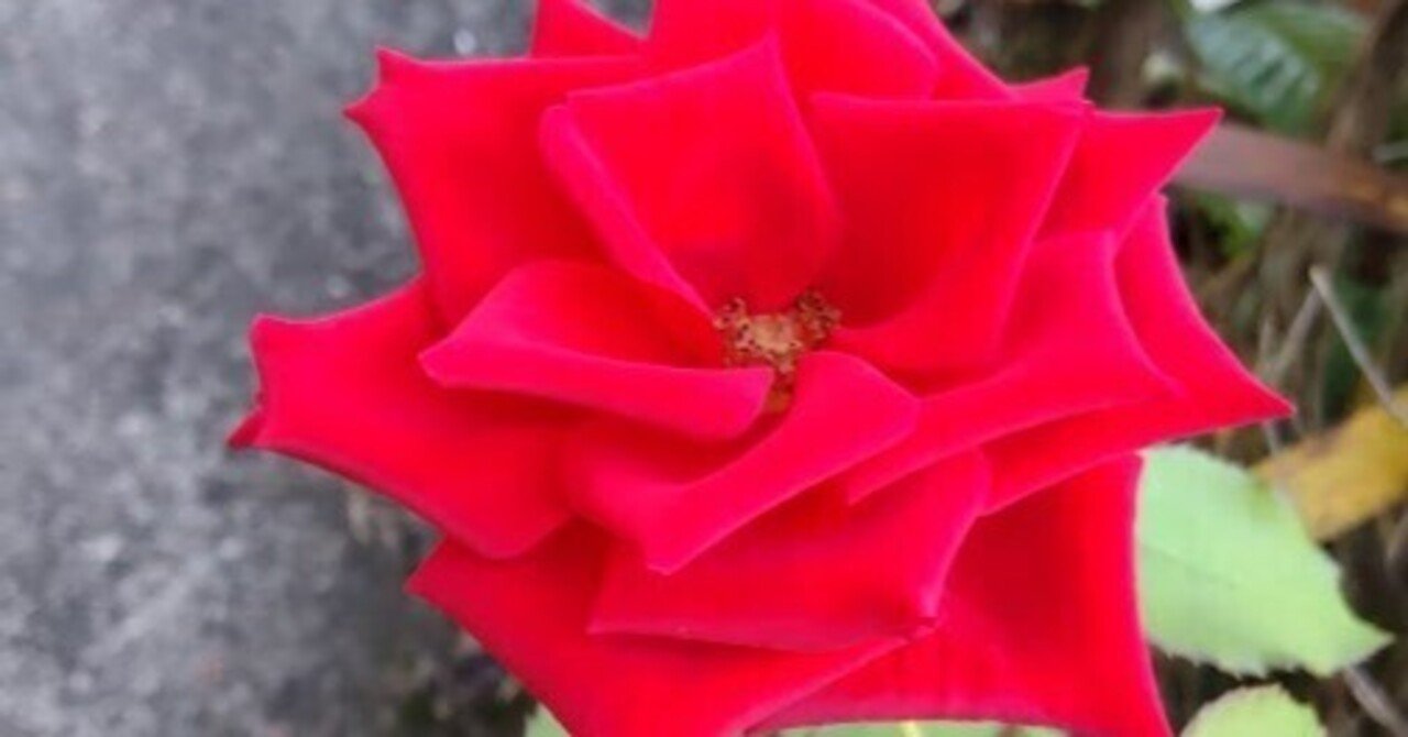 短文「おおきなとげ」｜渋紙のこ