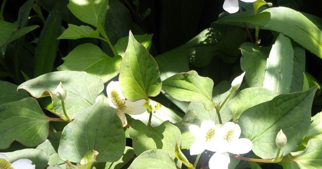 Sumeba Miyako｜note