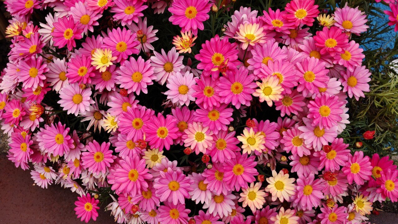 Sinri～真理901～ 推し愛系 感覚派 心理カウンセラー ｜note