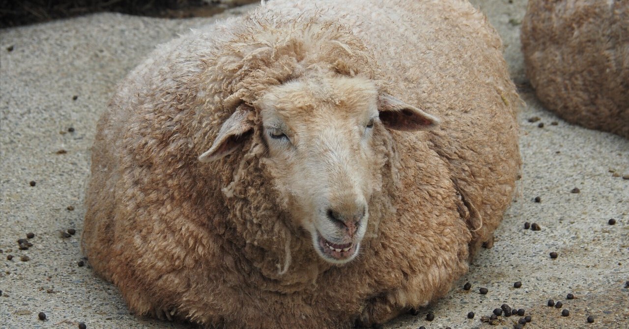 ヒツジ物語｜M_ayumi