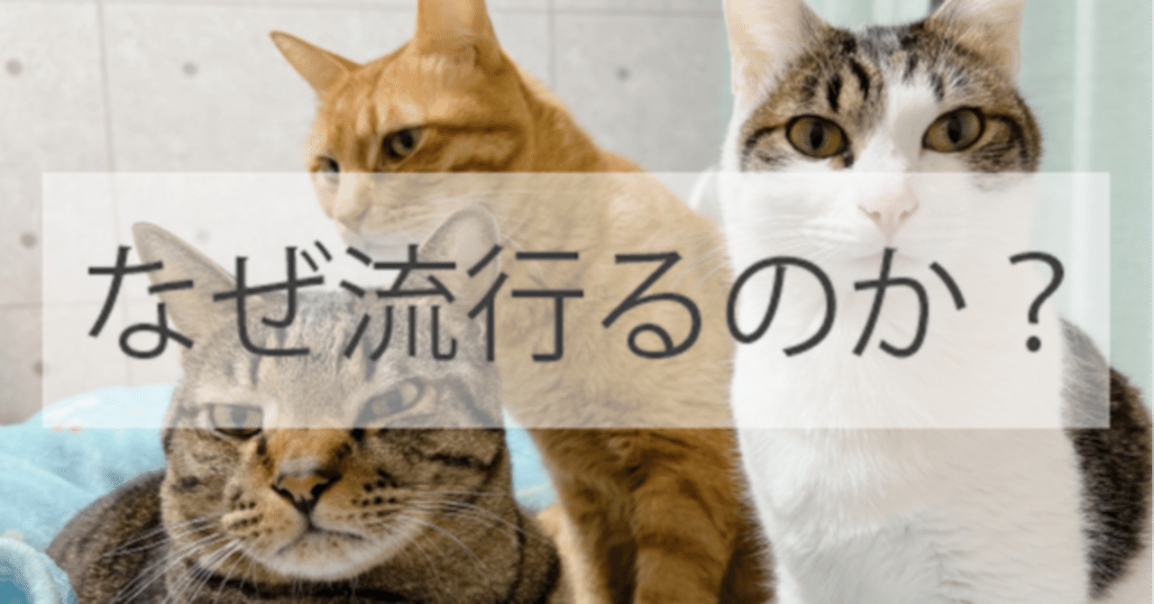 ネコミームが流行る仕組みを説明｜itsuki shibata