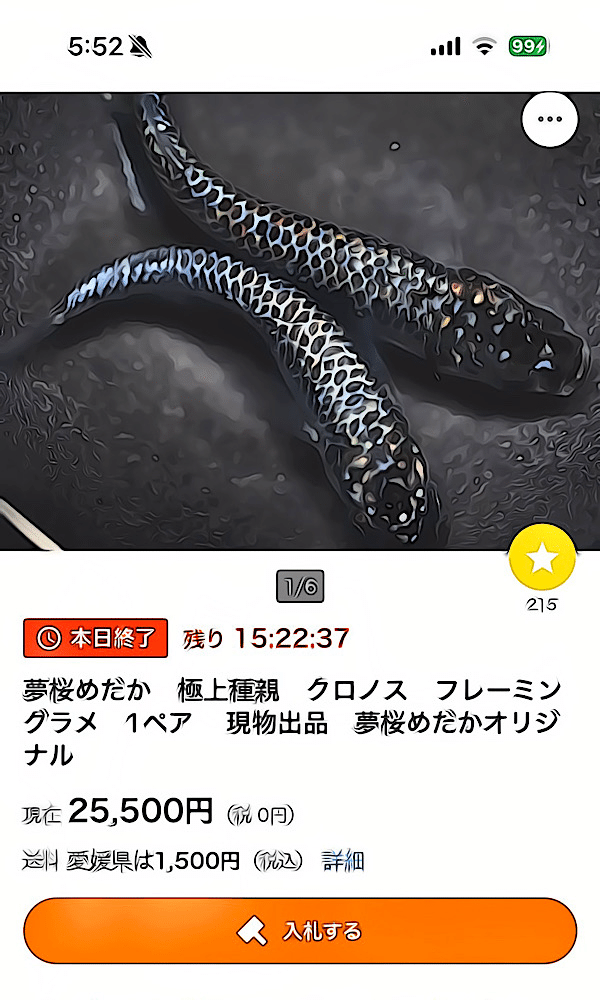 Yahoo!オークションでメダカを眺めてみた｜MKD.023