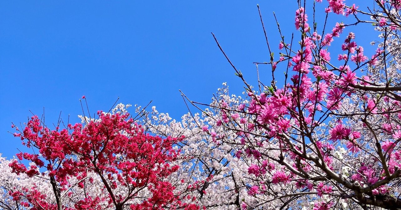 40代・単身女性・建築デザイナーのリアル住まい選び③｜RIADO-sachi