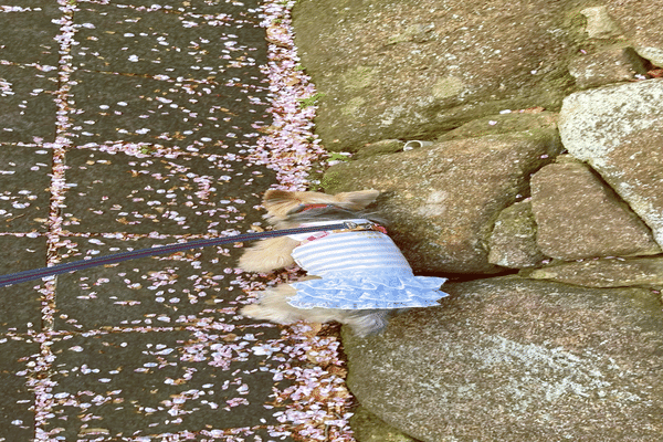 carol_sunshine｜note