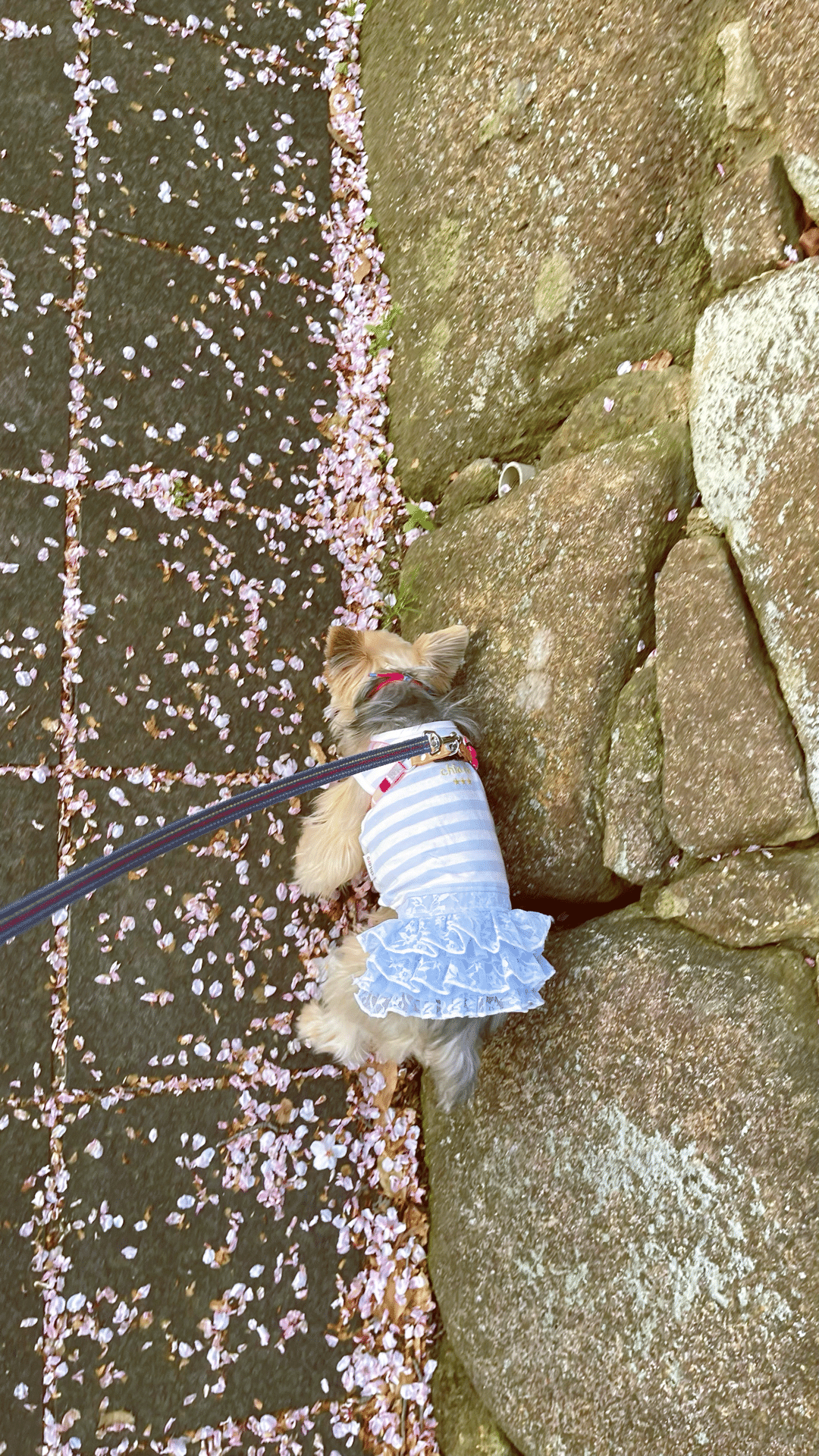 carol_sunshine｜note