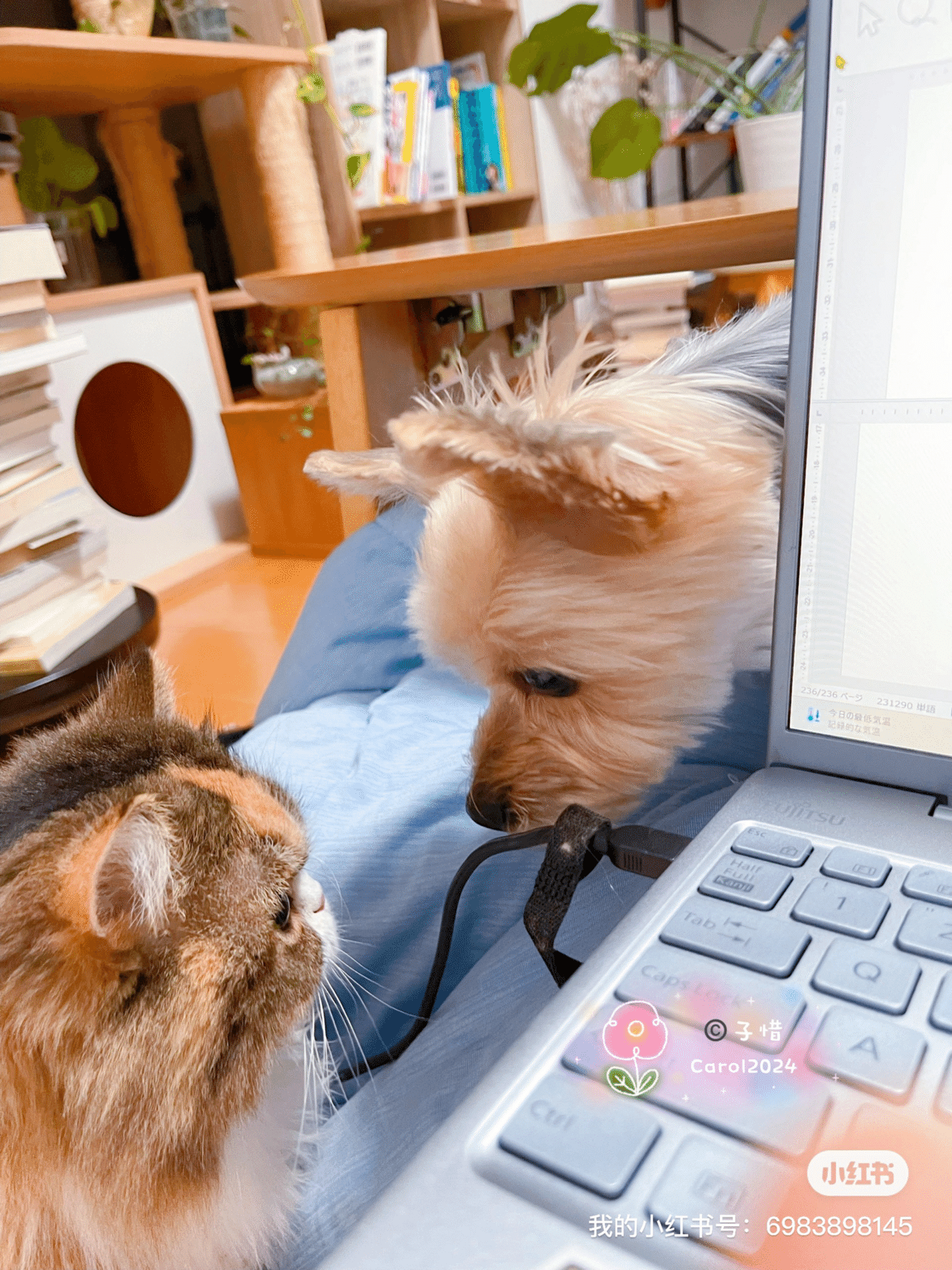 犬猫との暮らし｜carol_sunshine