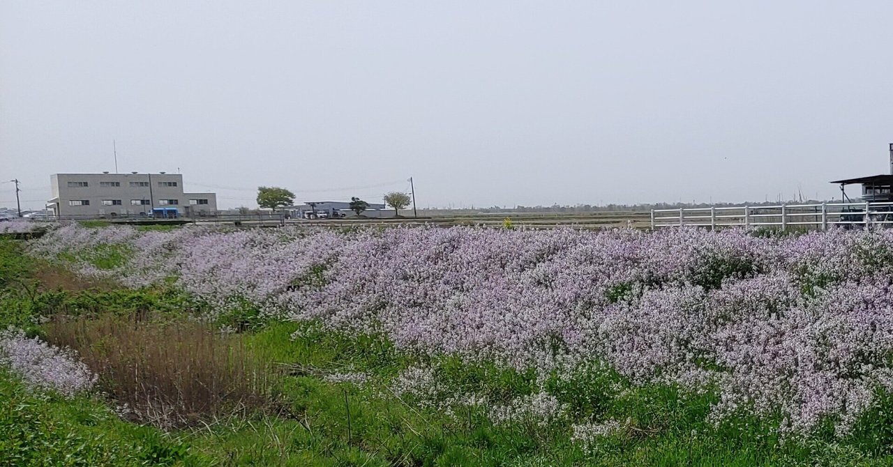 【ランニング日記】新しいシャツ｜kao