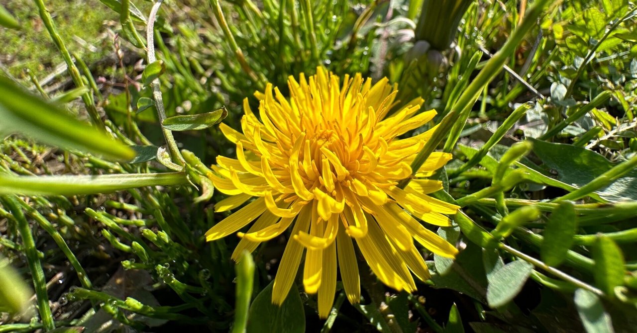 NicePapa 平野 尚志｜note