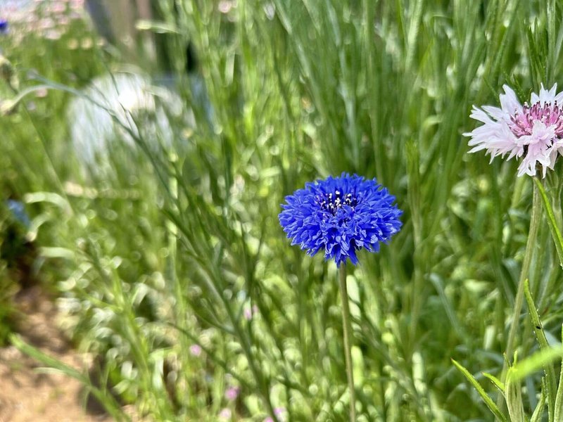 ボタニカル蒸留についてインタビューしていただきました。｜石井亜矢子（ISHII AYAKO）
