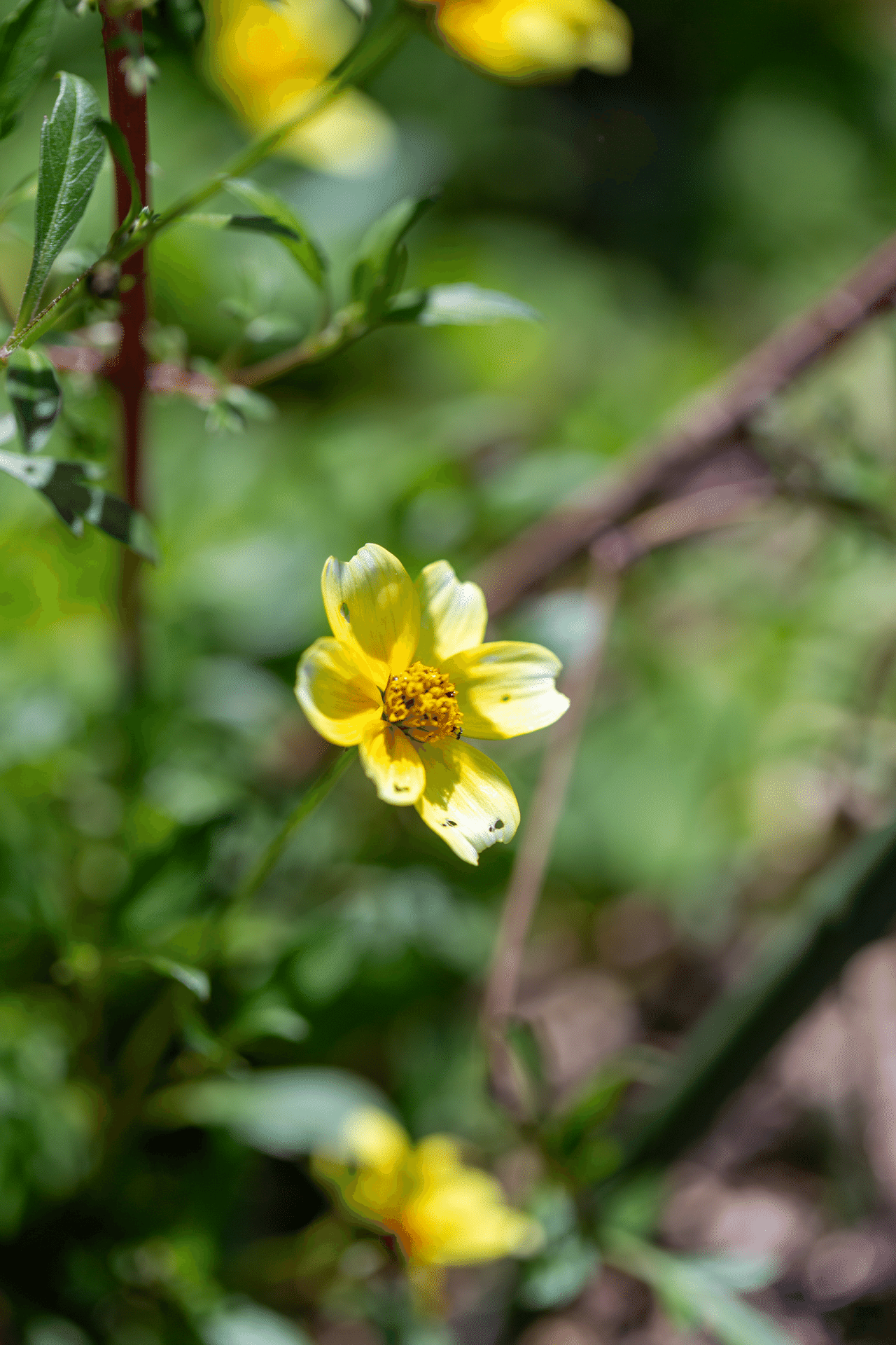 ウインターコスモス｜くろねこ