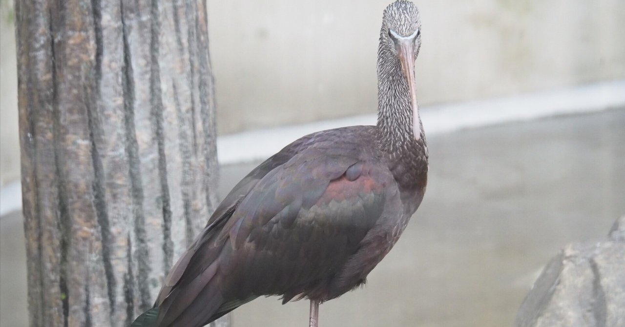 紫や緑色にきらめく｜ブロンズトキ Glossy Ibis｜M_ayumi