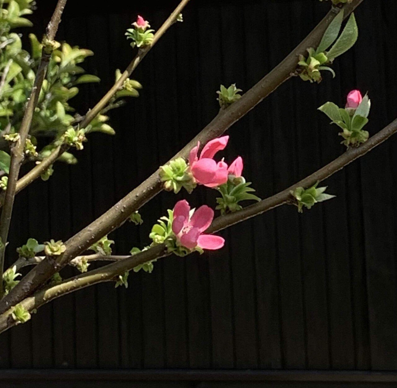 カリンの花｜micay_lala