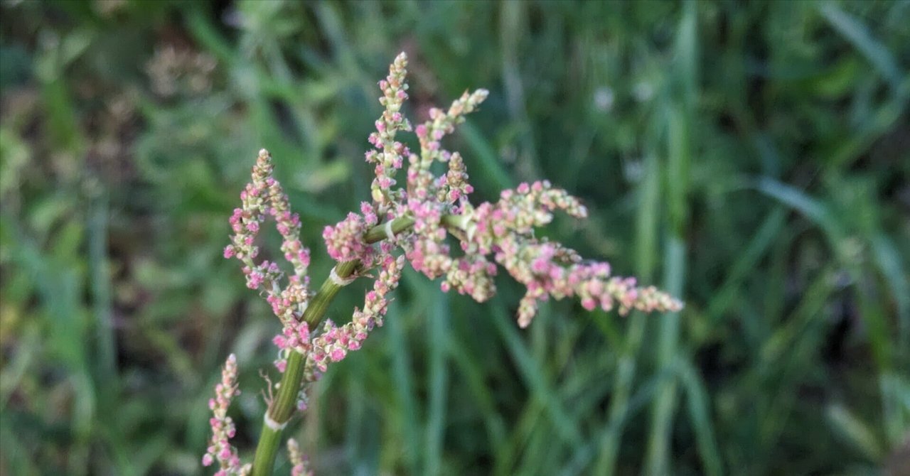 『里恋詩くて・・・熊野・高野』紀伊を愛した怒涛詩人さとちゃんを忘れない【480】｜ichiro70